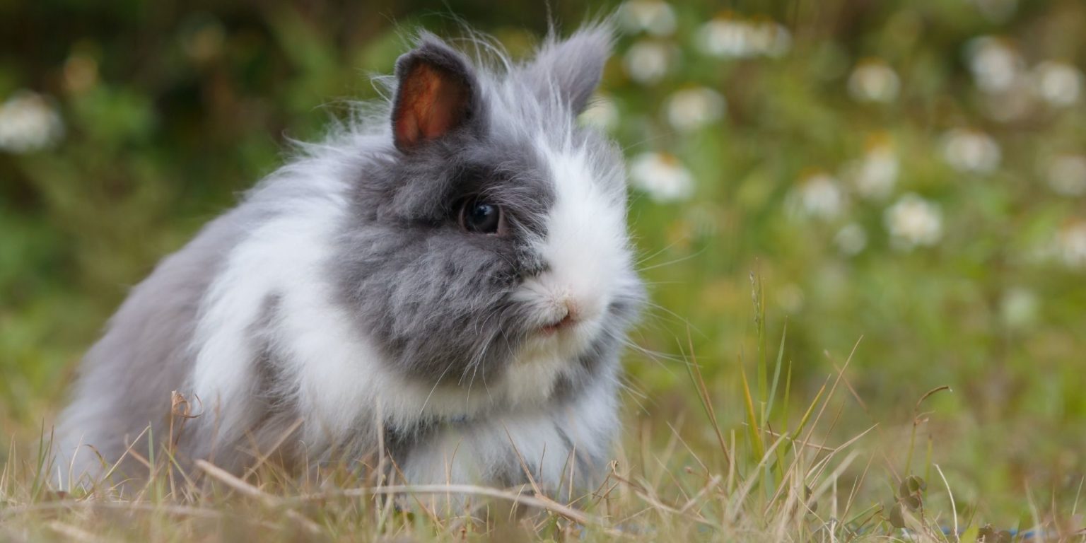 Material Guide: Is Angora Ethical and Sustainable?