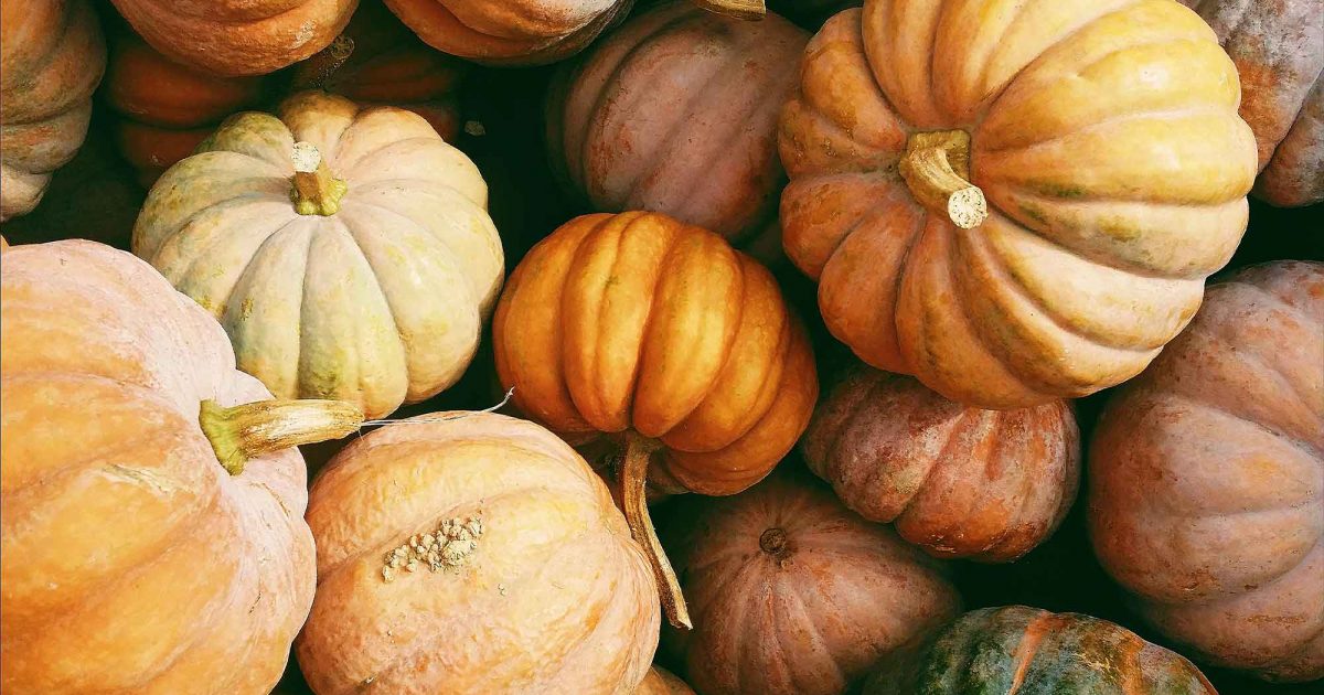 The Ultimate Guide to Having a Green Halloween - Good On You