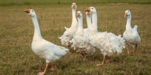 Material Guide: Is Down Feather Ethical and Sustainable? - Good On You