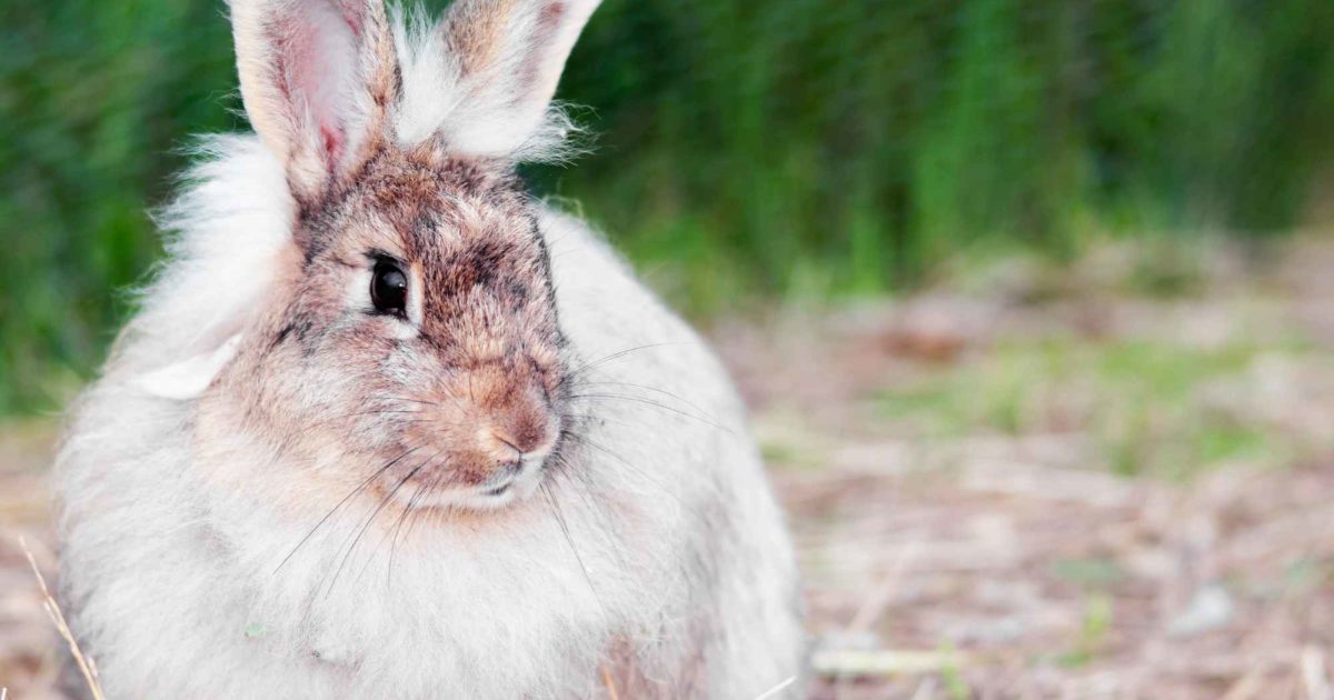 Material Guide: Is Angora Ethical and Sustainable?
