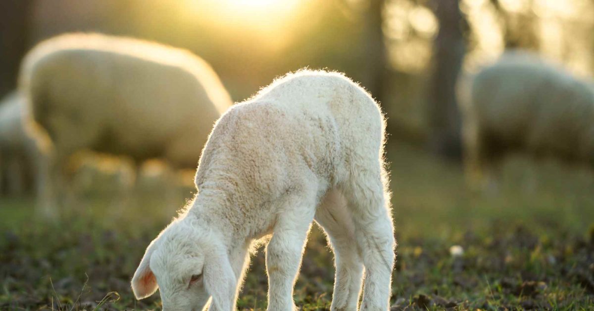 What is Mulesing? Unpacking the Cruel Practice - Good On You